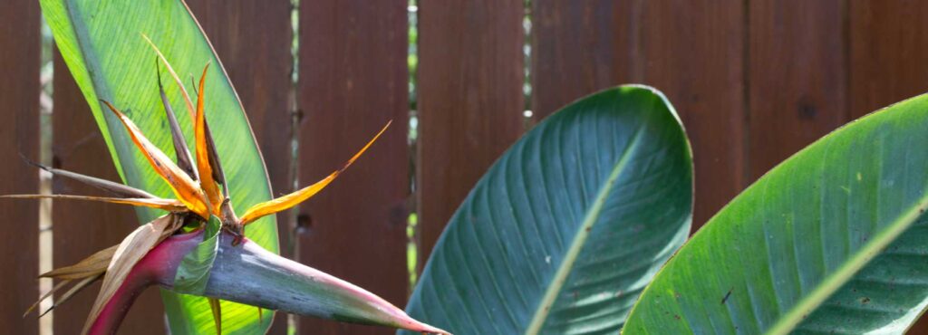 price plans - Flower Pot Complex